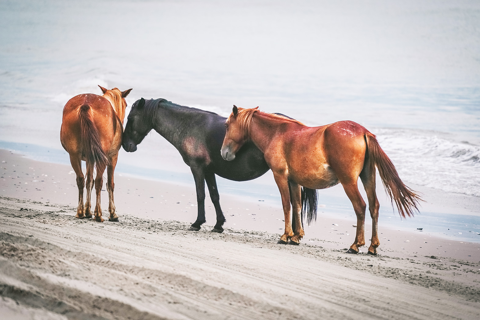 See The Beautiful Corolla Outer Banks Wild Horses