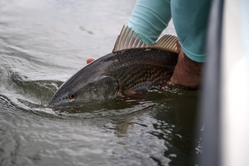 The Top 8 Things To Do Near Edisto Island