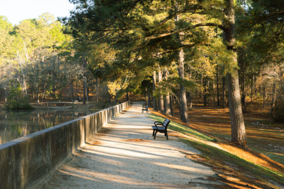 Path To Moore Nature: Pinecone Pathways In Moore County NC