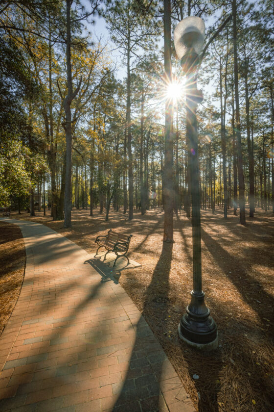 Path To Moore Nature: Pinecone Pathways In Moore County NC