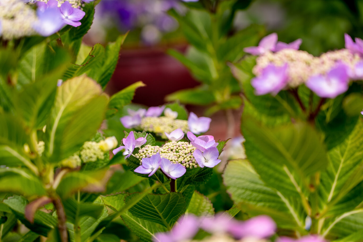 Experience Coastal Charm At White Doe Inn In Manteo, NC