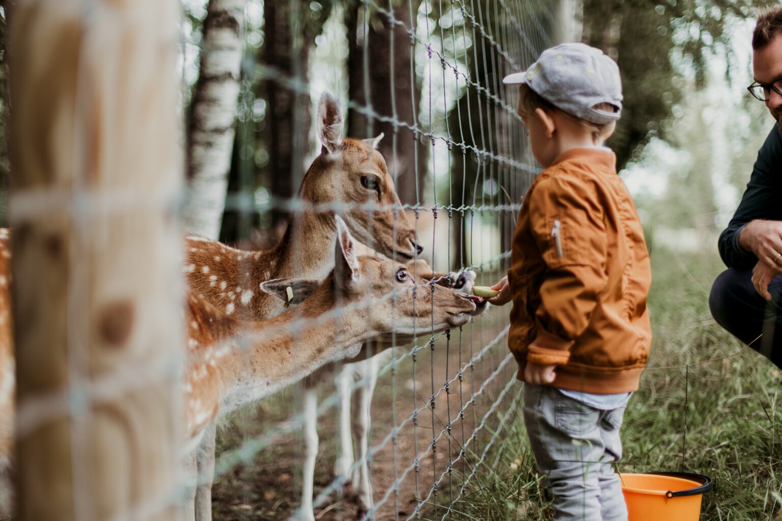 Attention Animal Lovers: 14 Sanctuaries & Zoos Near Charlotte NC You ...