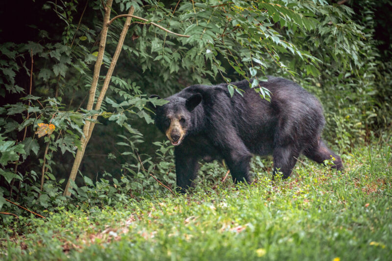 Where To See Black Bears In NC