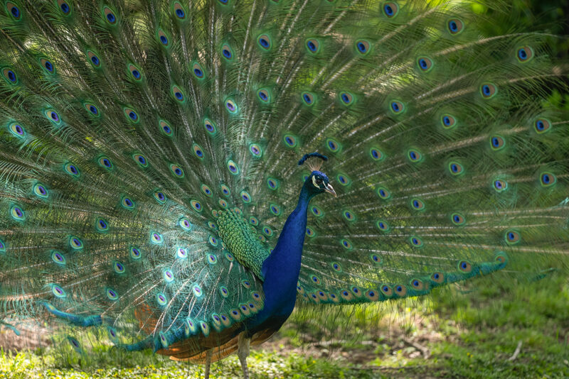 Attention Animal Lovers: 14 Sanctuaries & Zoos Near Charlotte NC You ...