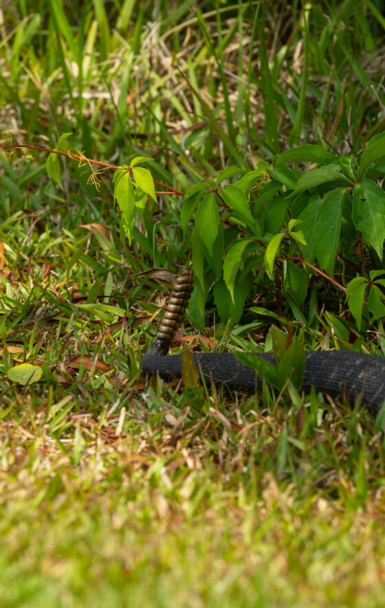 Everything to You Need to know About the Rattlesnakes in NC