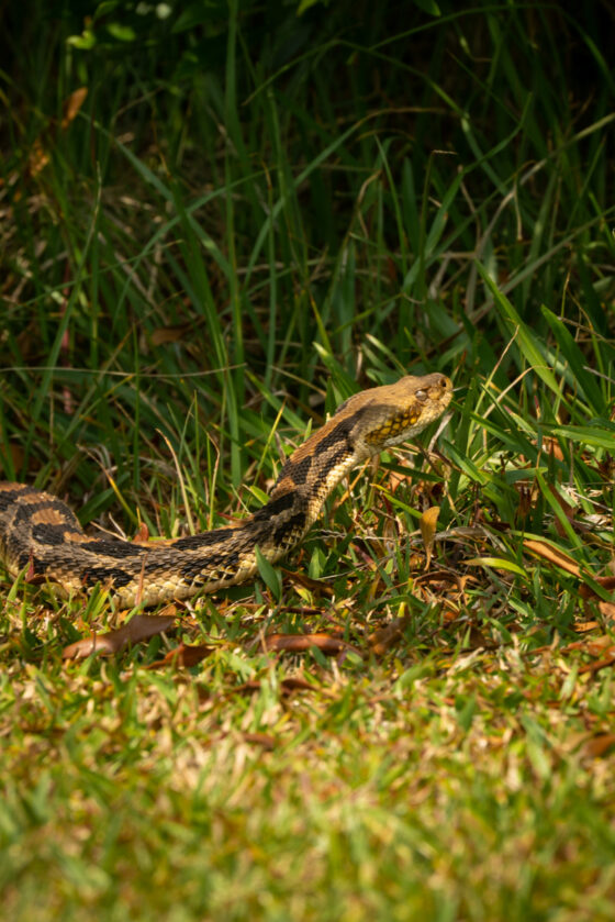 Everything to You Need to know About the Rattlesnakes in NC