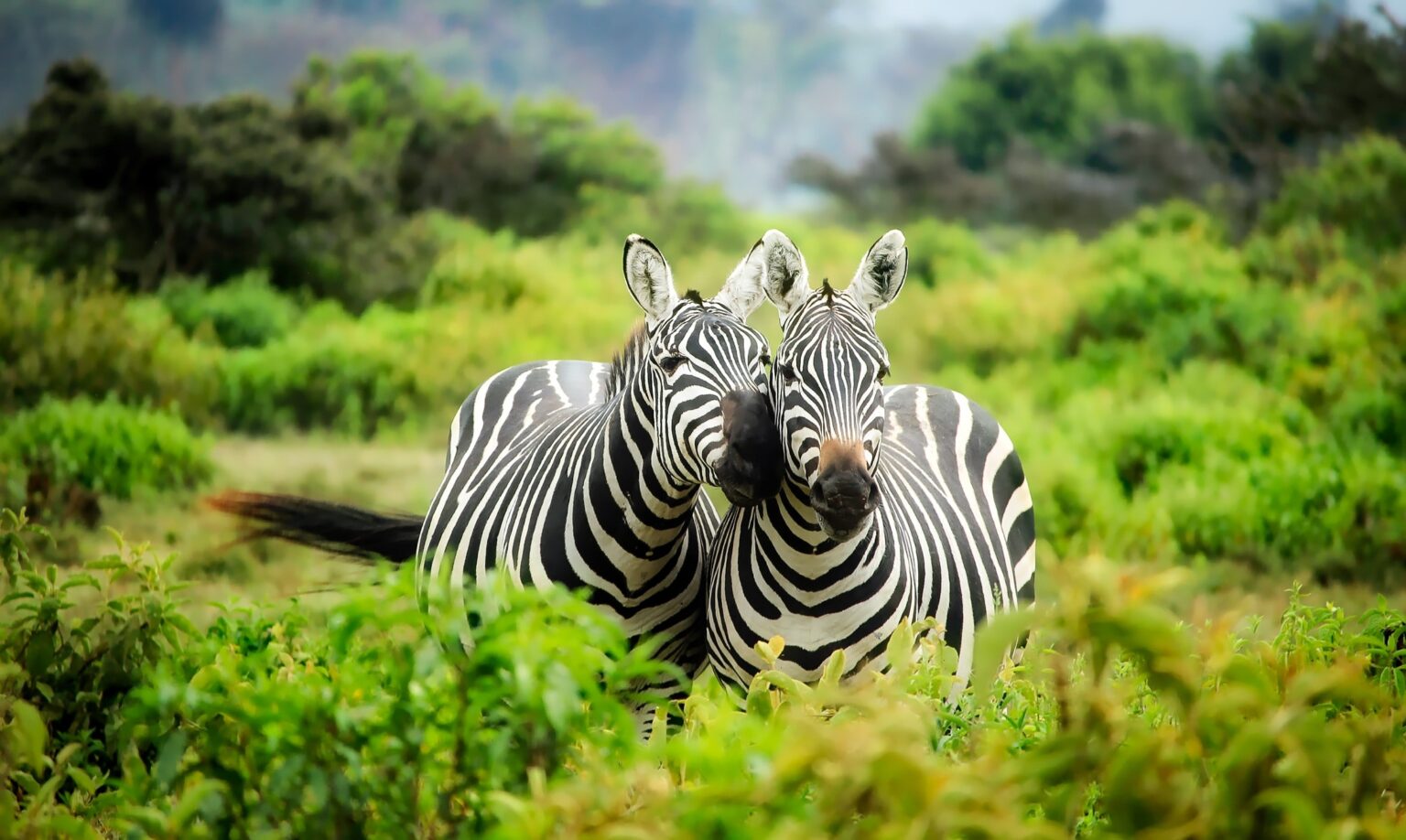 Attention Animal Lovers: 14 Sanctuaries & Zoos Near Charlotte NC You ...