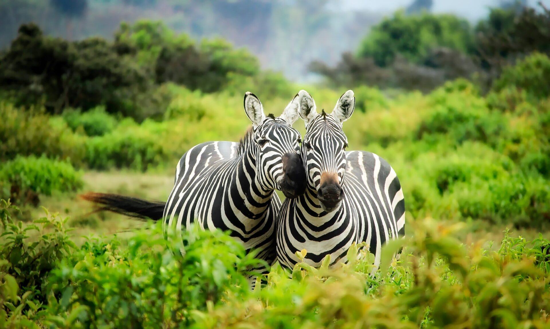 Attention Animal Lovers: 14 Sanctuaries & Zoos Near Charlotte NC You ...