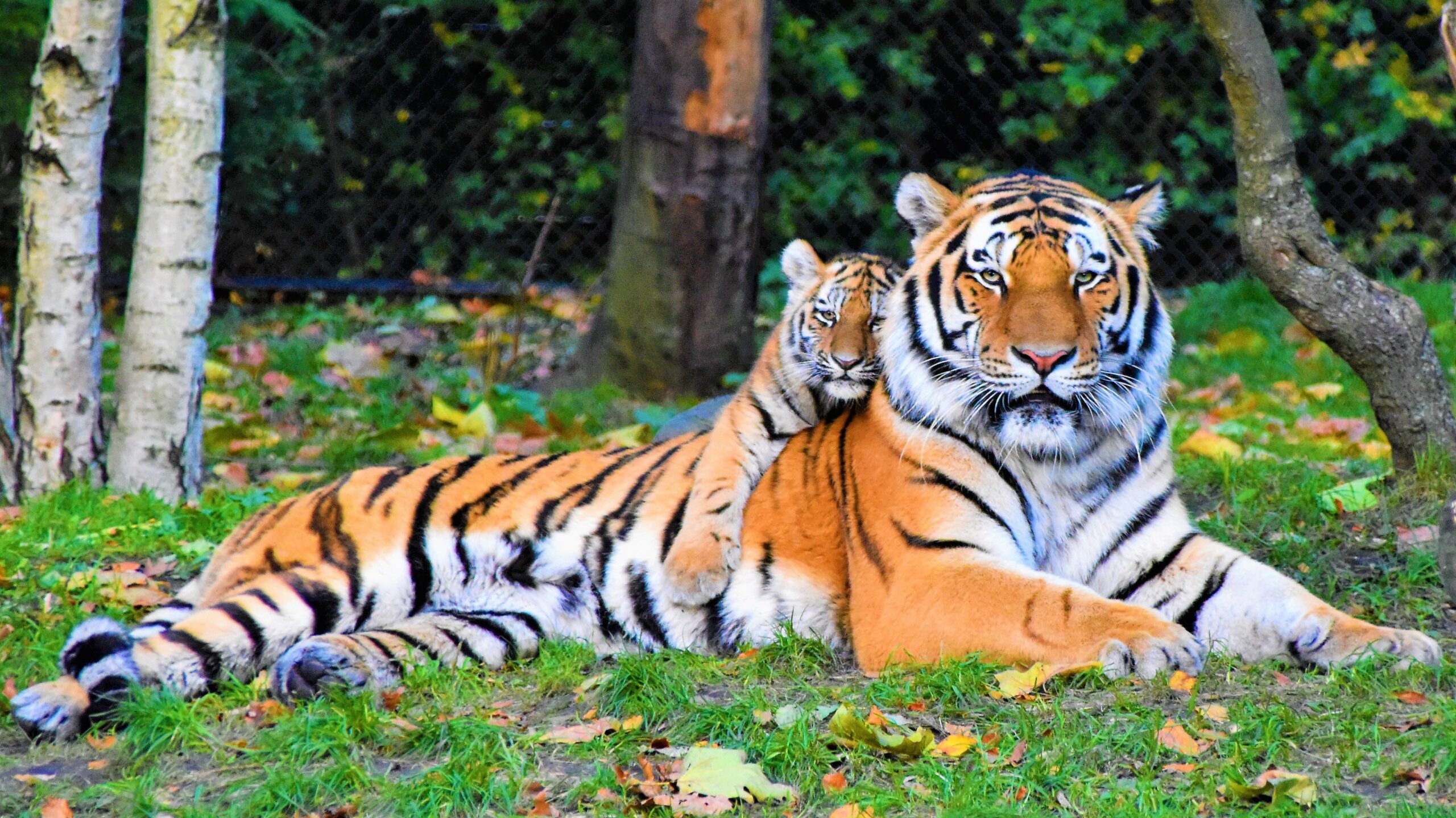 Attention Animal Lovers: 14 Sanctuaries & Zoos Near Charlotte NC You ...