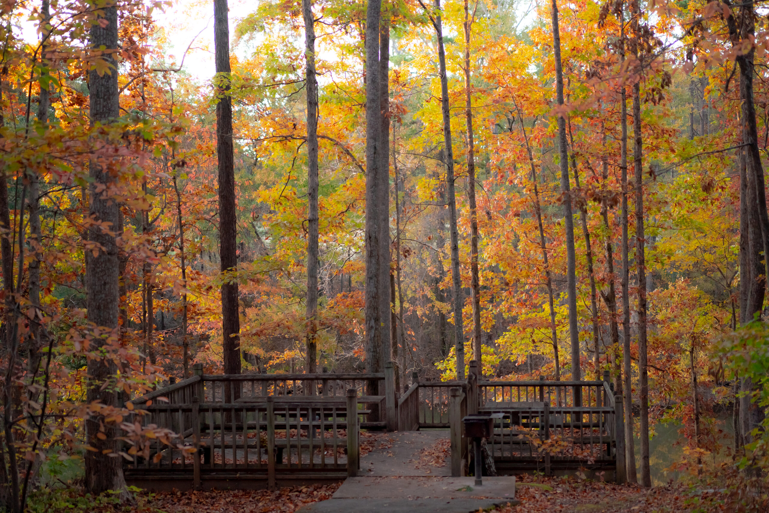 Autumn In The Queen City: Our Top 16 Fall Activities In Charlotte NC