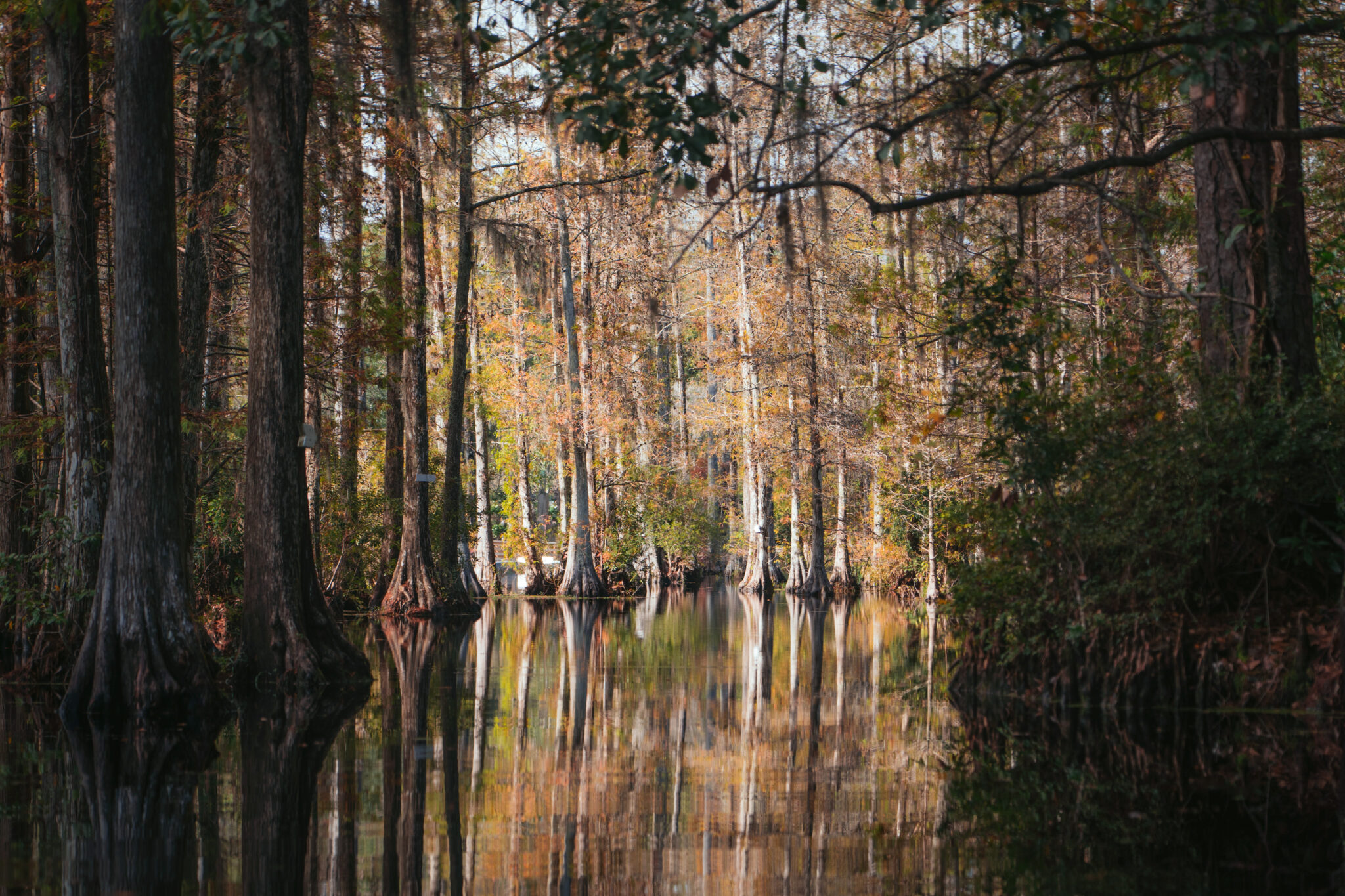 Fall In South Carolina: Where To See The Leaves