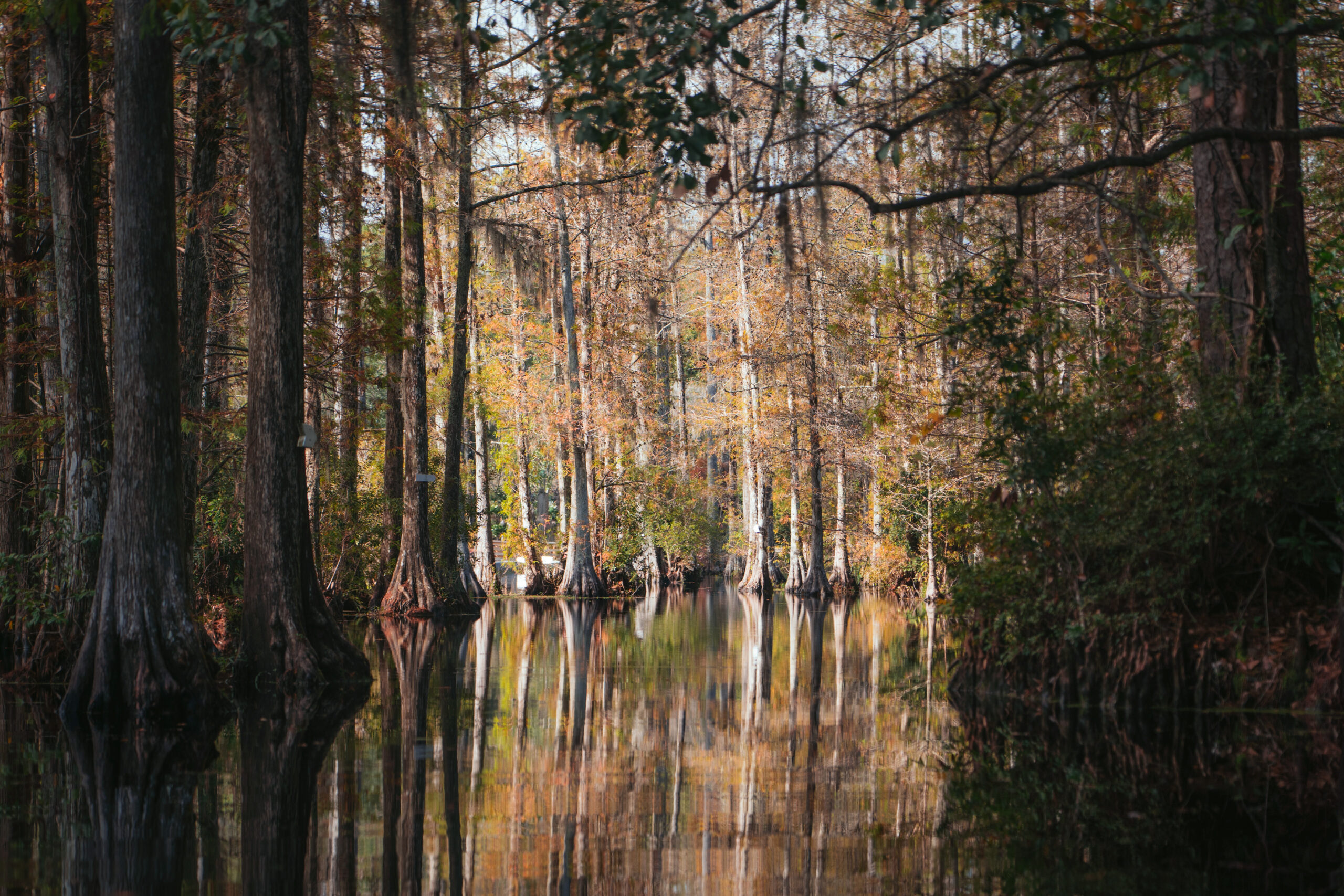 Fall In South Carolina: Where To See The Leaves