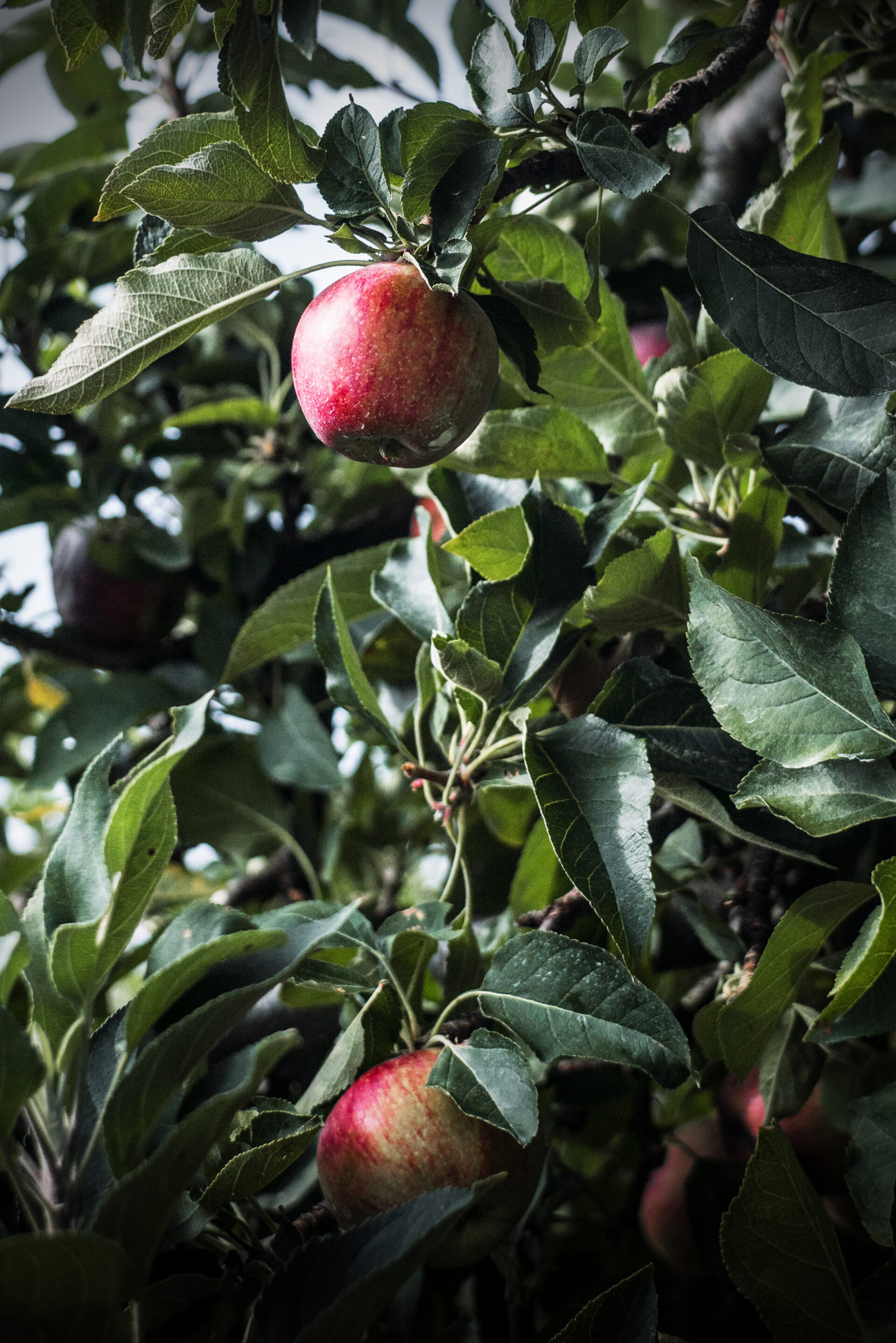 Autumn In The Queen City: Our Top 16 Fall Activities In Charlotte NC