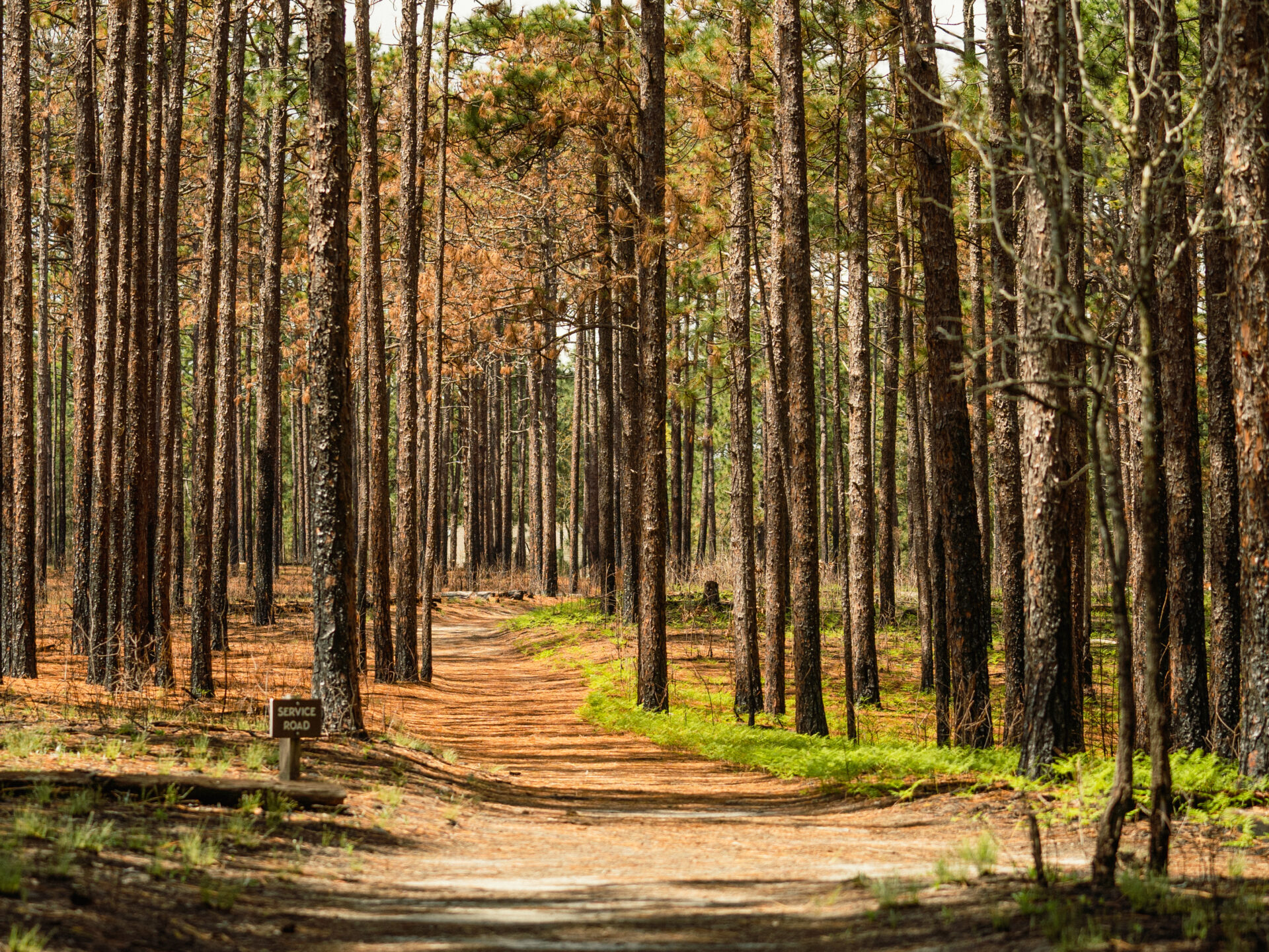 9 Things To Do In Southern Pines NC With Family You Have To Do