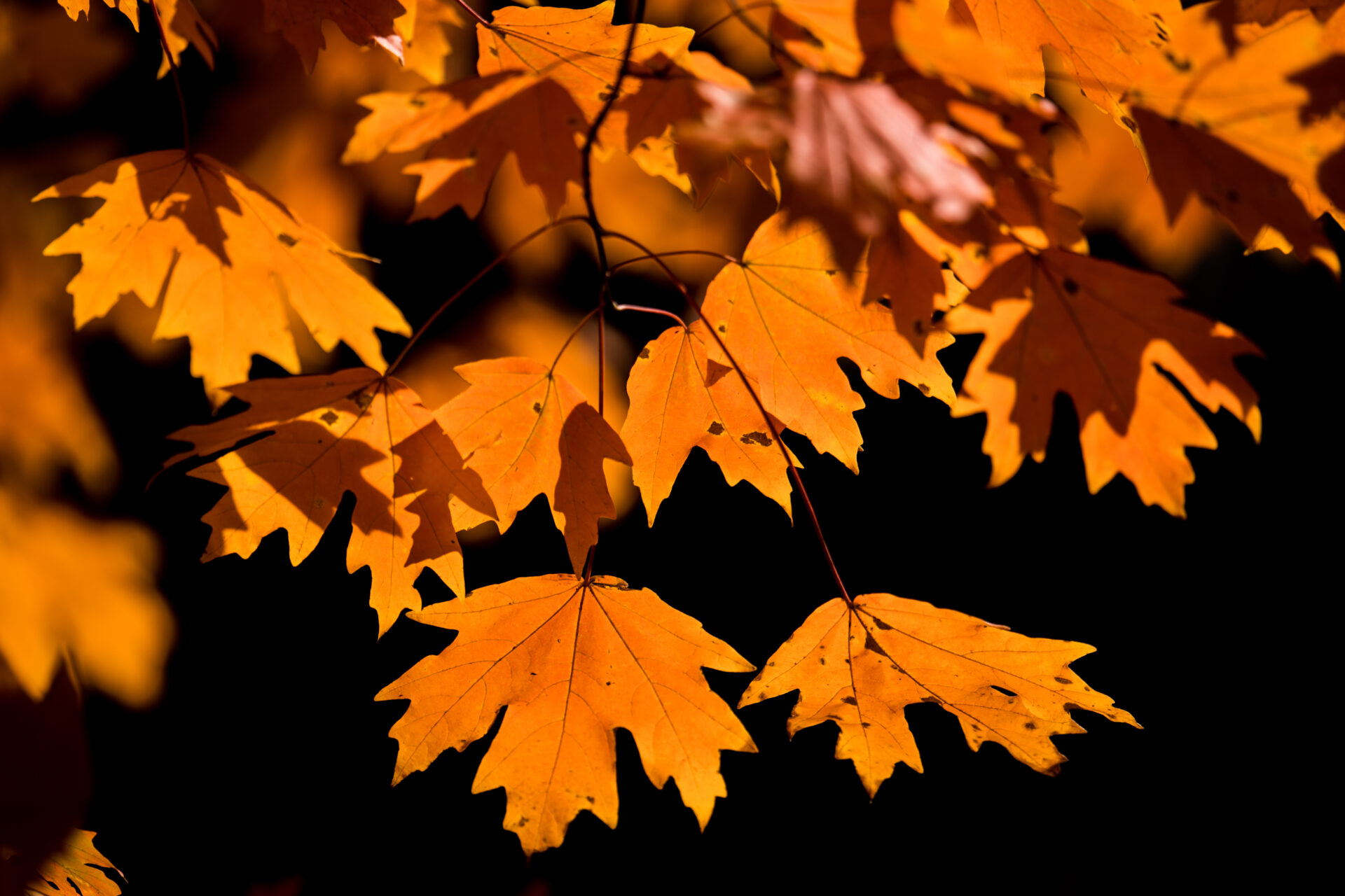 Ten Of Our Favorite Fall Festivals in NC You Need To Experience