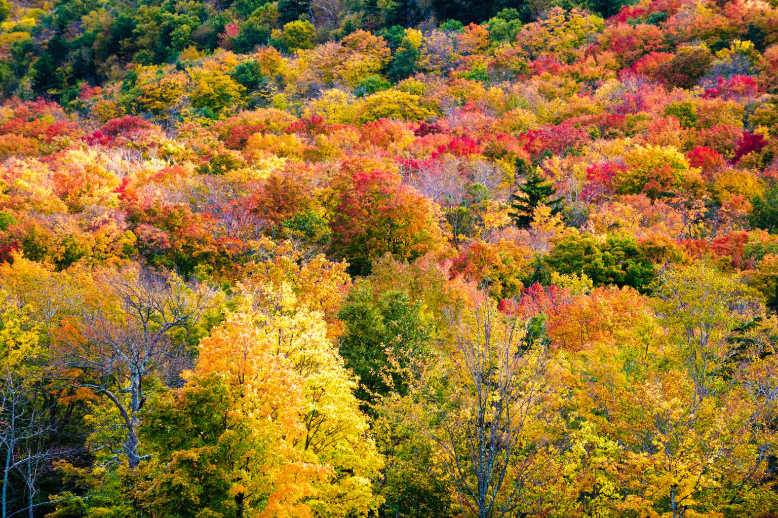 Autumn In The Queen City: Our Top 16 Fall Activities In Charlotte NC