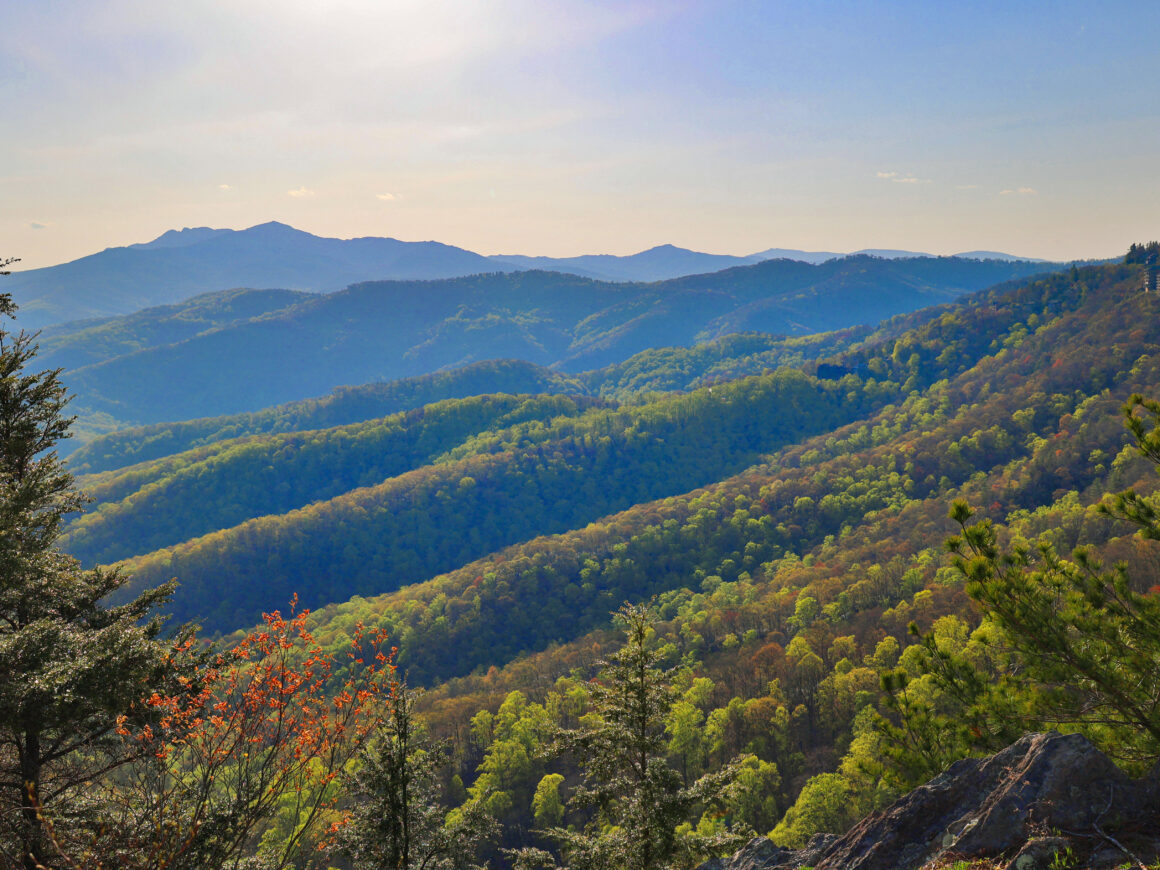 North Carolina's Largest Scavenger Hunt Is Back: Pinecone Pathways 2026